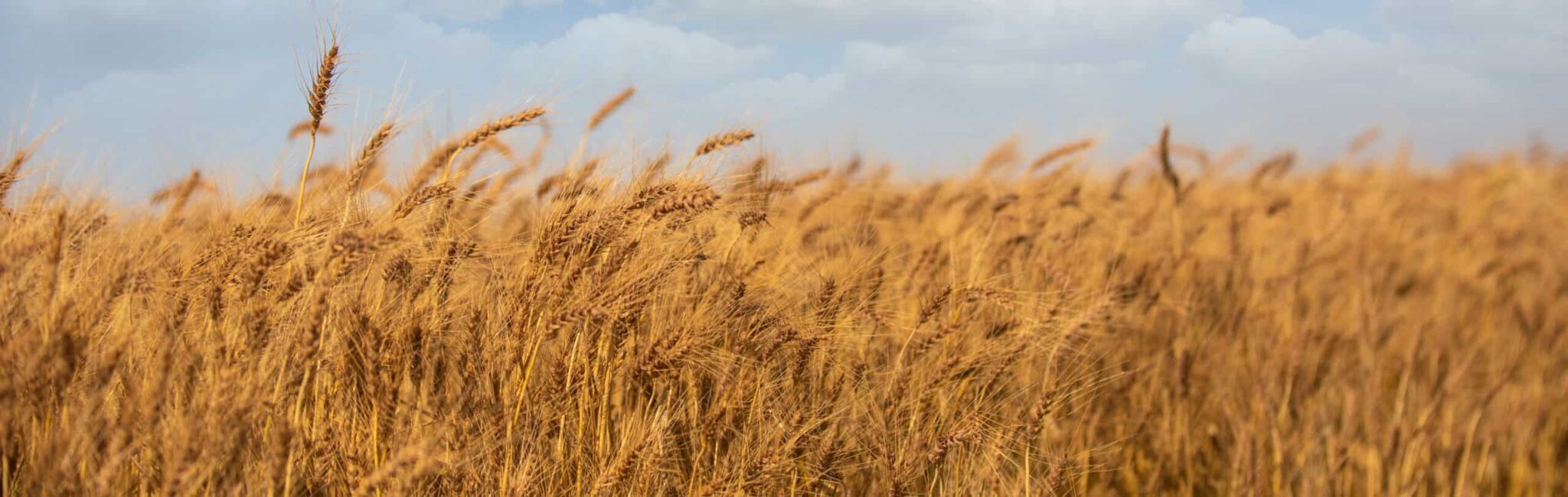 Oklahoma Ag Overview – ODAFF