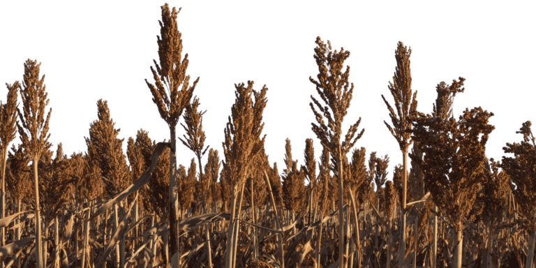 Oklahoma Ag Overview – ODAFF