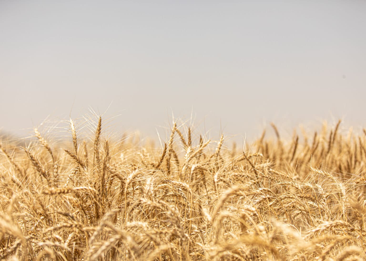 Market News – ODAFF